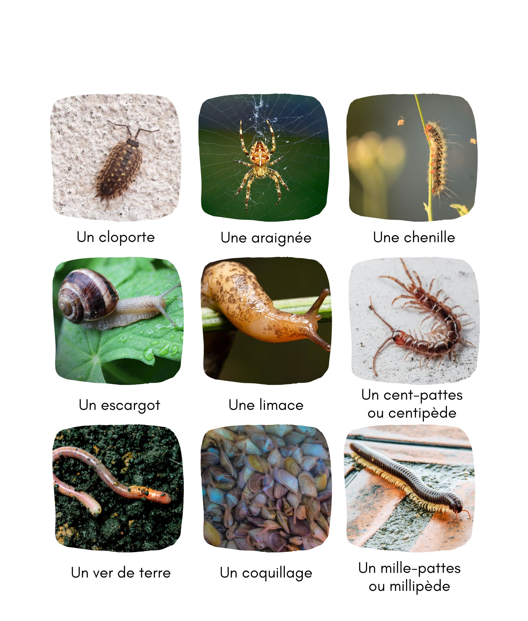 Les bestioles - La CLEF